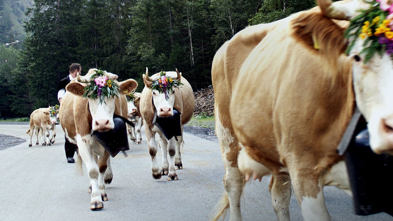 Alpine cattle processions – Made in Bern